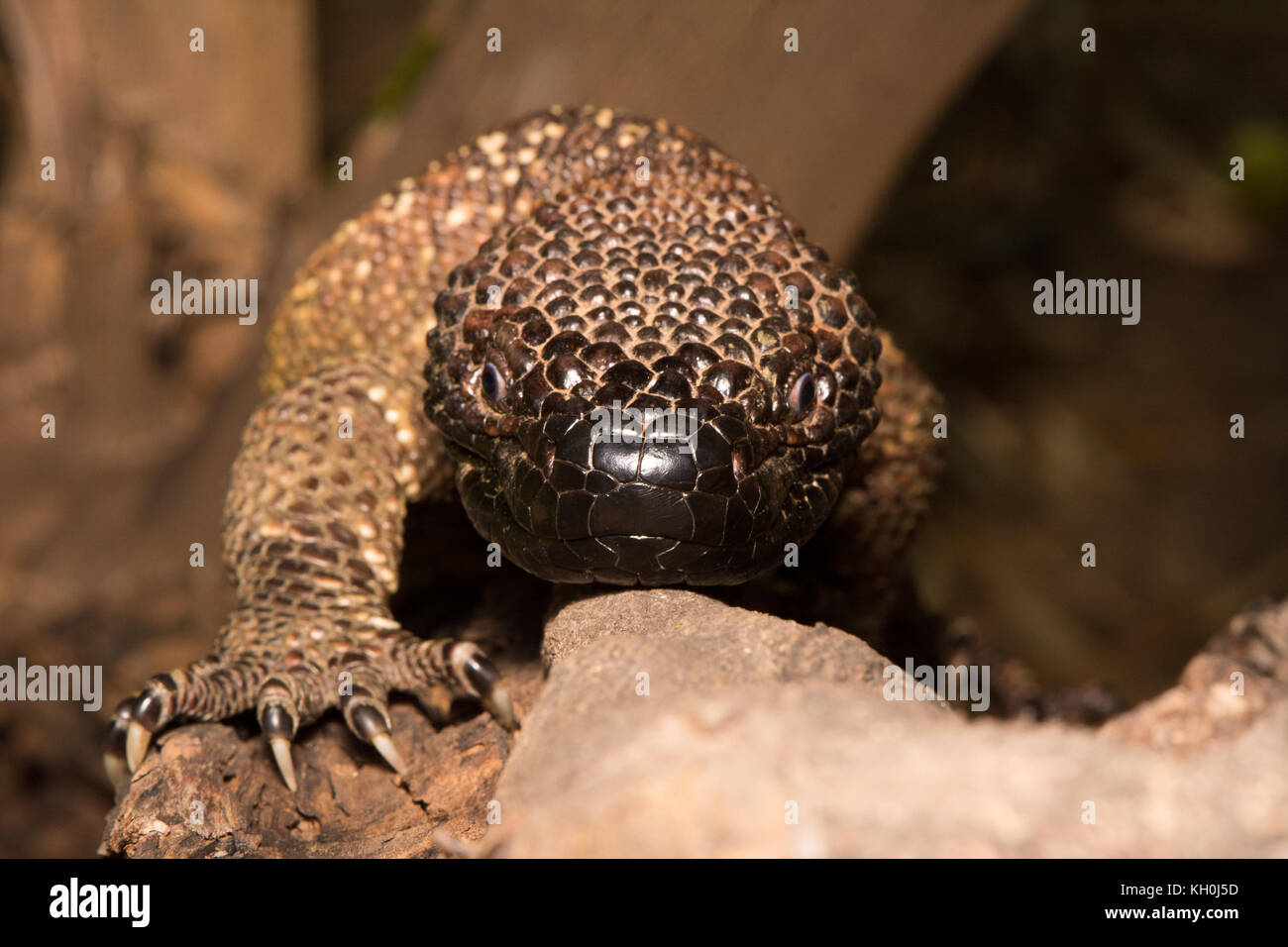 Rio Fuerte Beaded Lizard (Heloderma exasperatum) from Sonora, Mexico ...