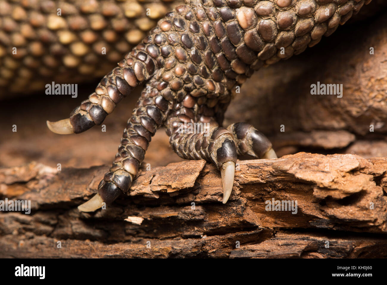 Rio Fuerte Beaded Lizard (Heloderma exasperatum) from Sonora, Mexico ...