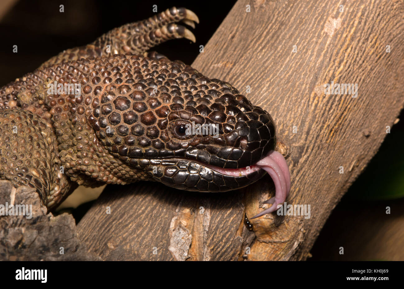 Rio Fuerte Beaded Lizard (Heloderma exasperatum) from Sonora, Mexico ...