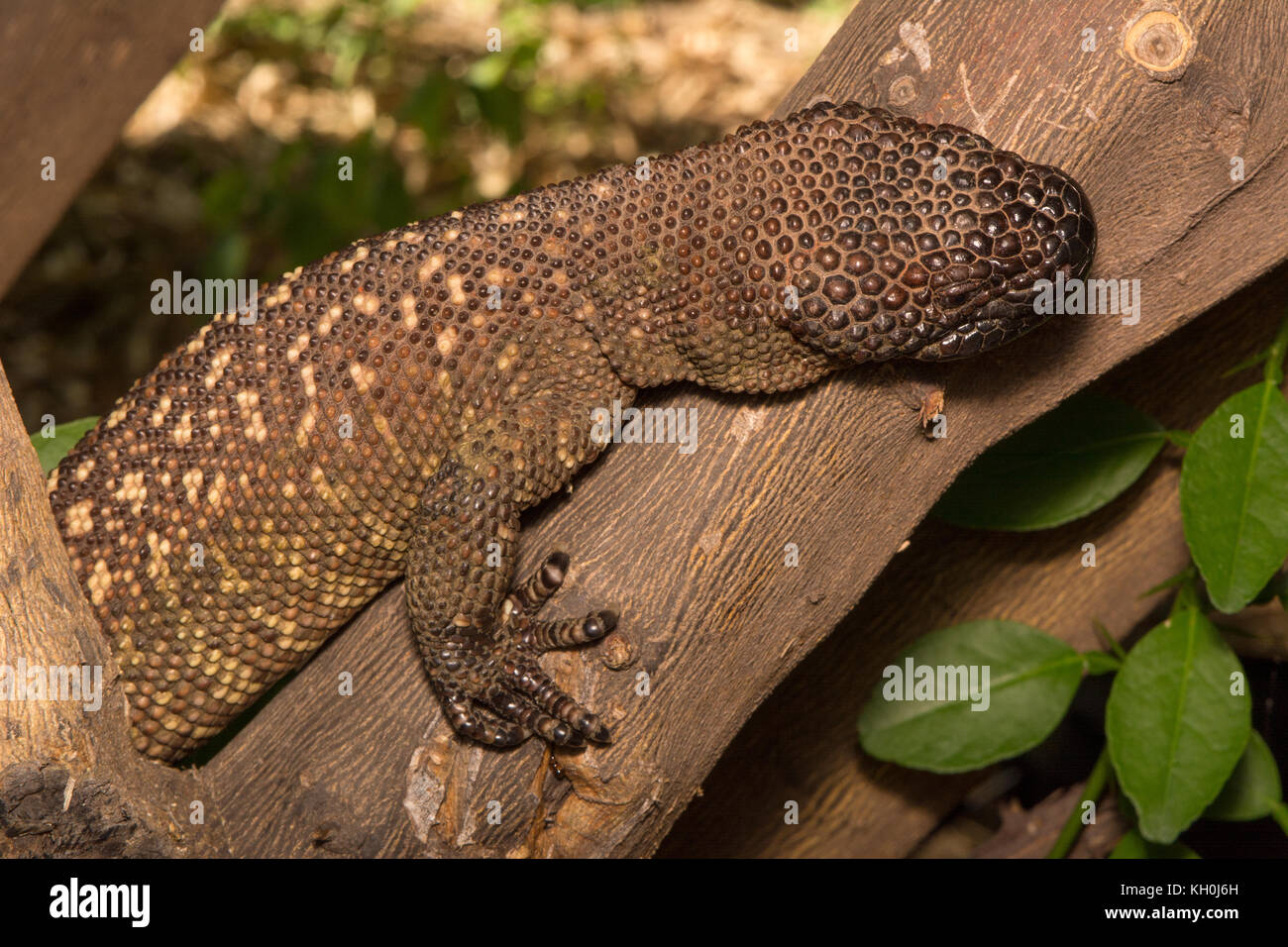 Rio Fuerte Beaded Lizard (Heloderma exasperatum) from Sonora, Mexico ...