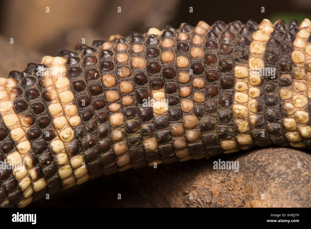 Rio Fuerte Beaded Lizard (Heloderma exasperatum) from Sonora, Mexico ...