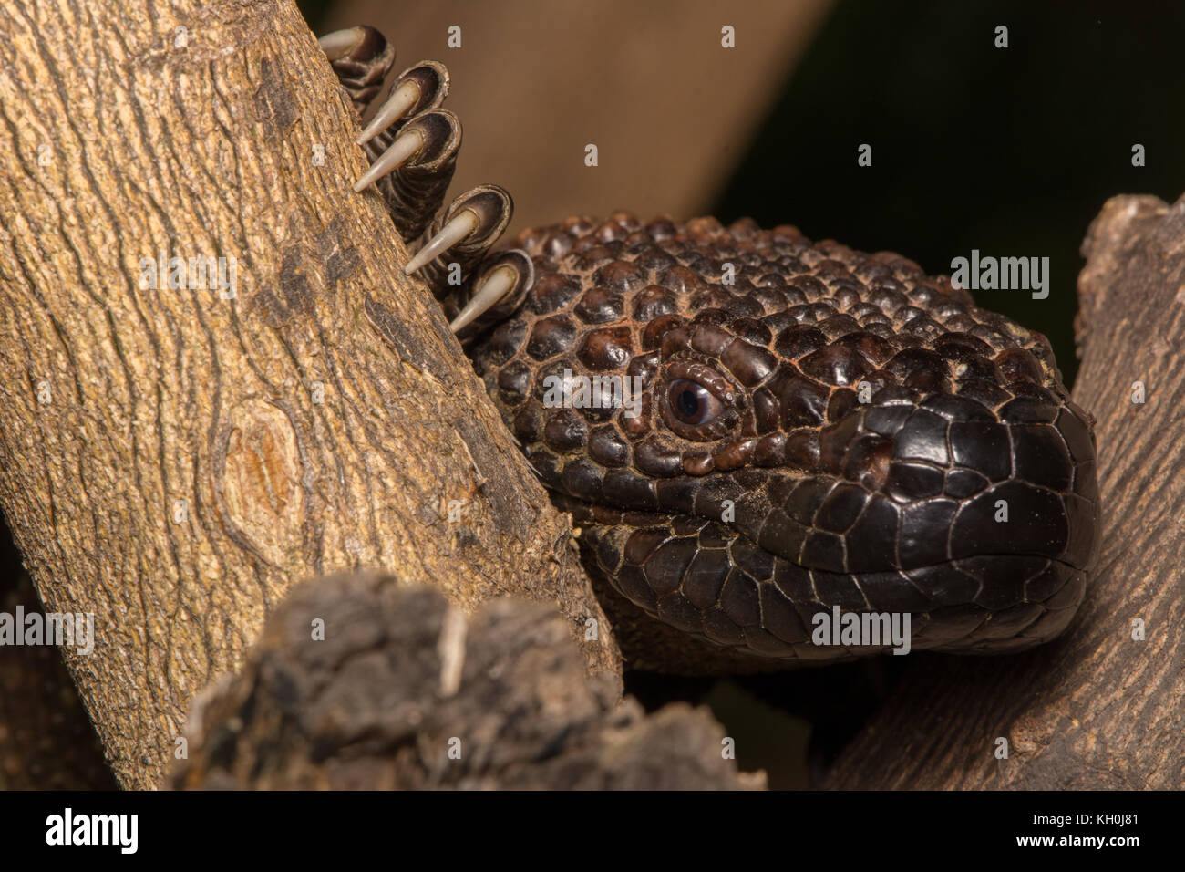 Rio Fuerte Beaded Lizard (Heloderma exasperatum) from Sonora, Mexico ...