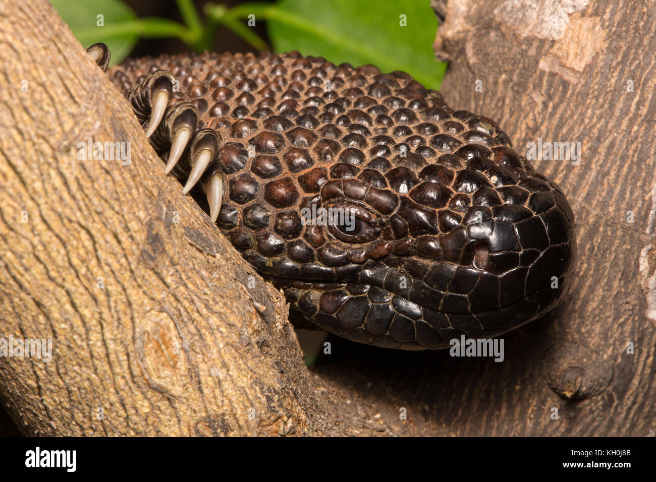 Rio Fuerte Beaded Lizard (Heloderma exasperatum) from Sonora, Mexico ...