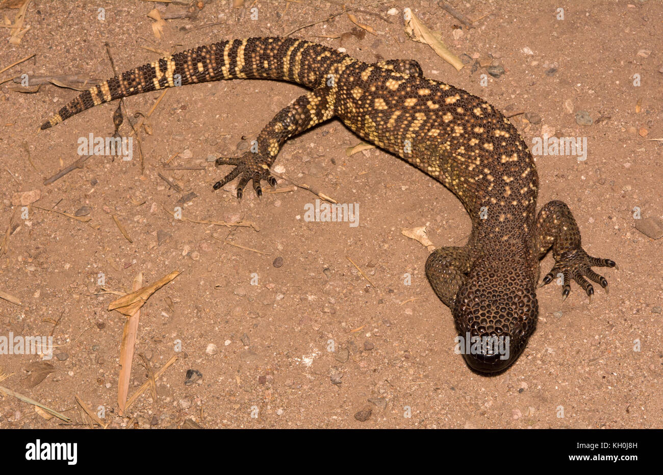 Rio Fuerte Beaded Lizard (Heloderma exasperatum) from Sonora, Mexico ...