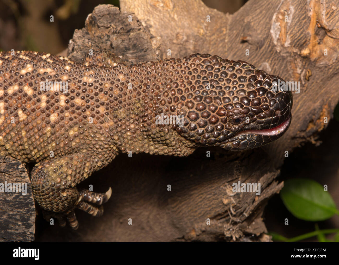 Rio Fuerte Beaded Lizard (Heloderma exasperatum) from Sonora, Mexico ...