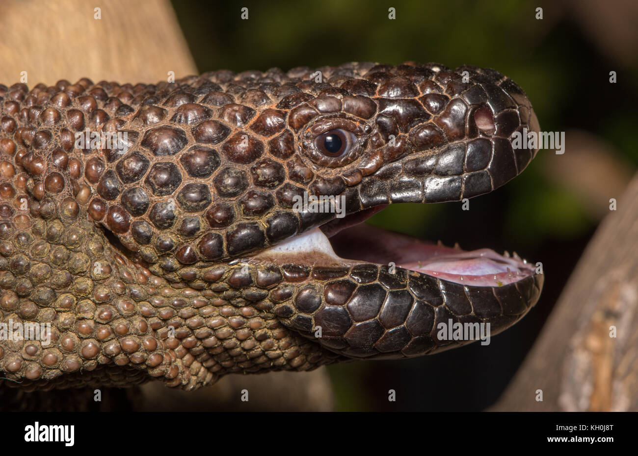 Rio Fuerte Beaded Lizard (Heloderma exasperatum) from Sonora, Mexico ...