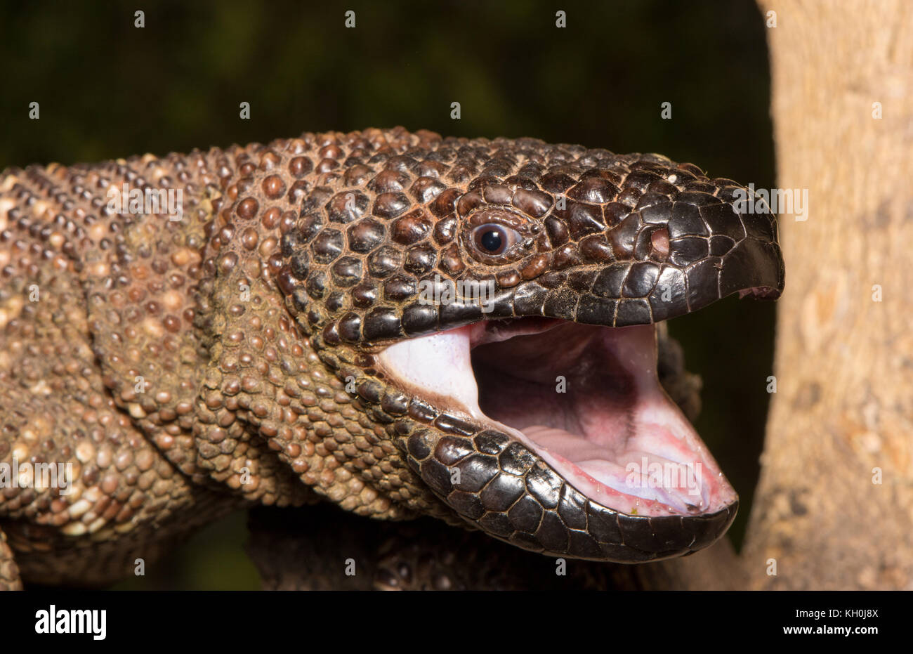 Rio Fuerte Beaded Lizard (Heloderma exasperatum) from Sonora, Mexico ...