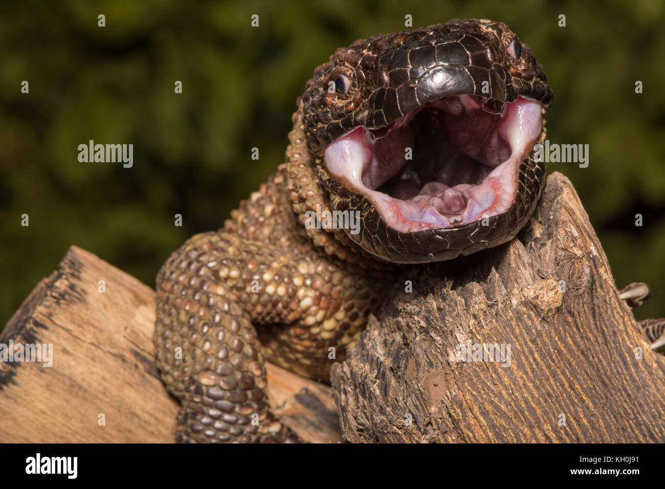 Rio Fuerte Beaded Lizard (Heloderma exasperatum) from Sonora, Mexico ...