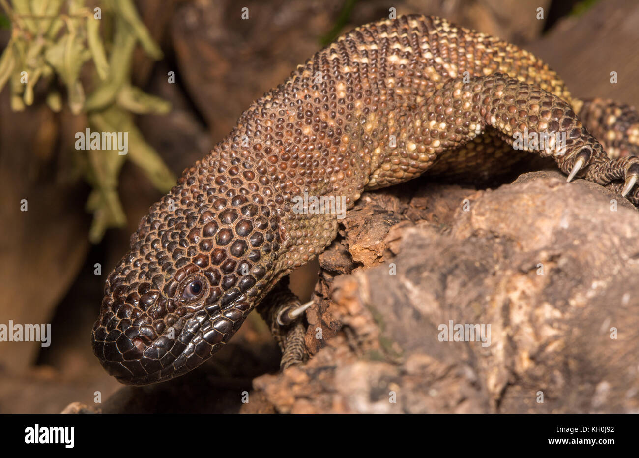 Rio Fuerte Beaded Lizard (Heloderma exasperatum) from Sonora, Mexico ...