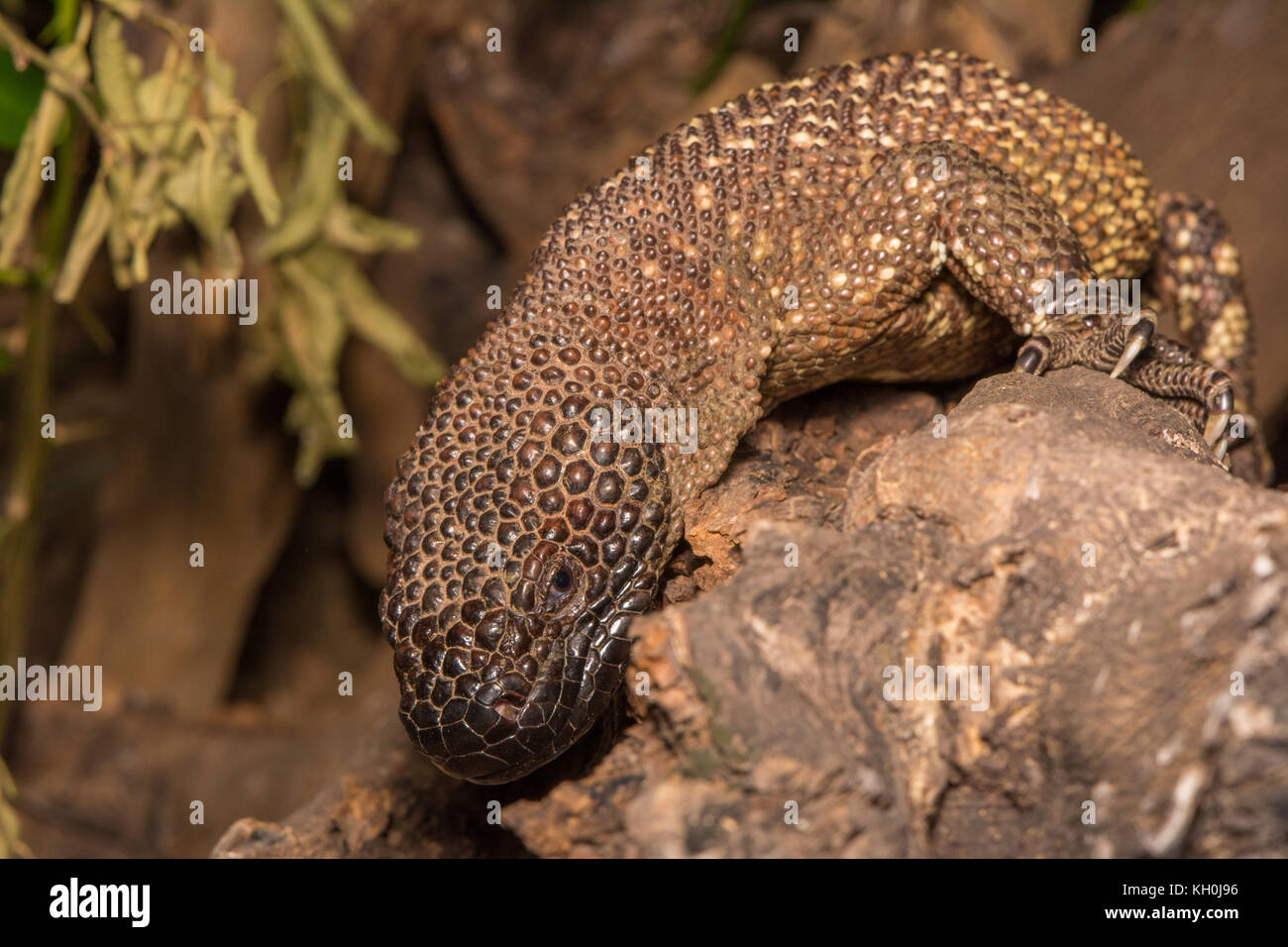 Rio Fuerte Beaded Lizard (Heloderma exasperatum) from Sonora, Mexico ...