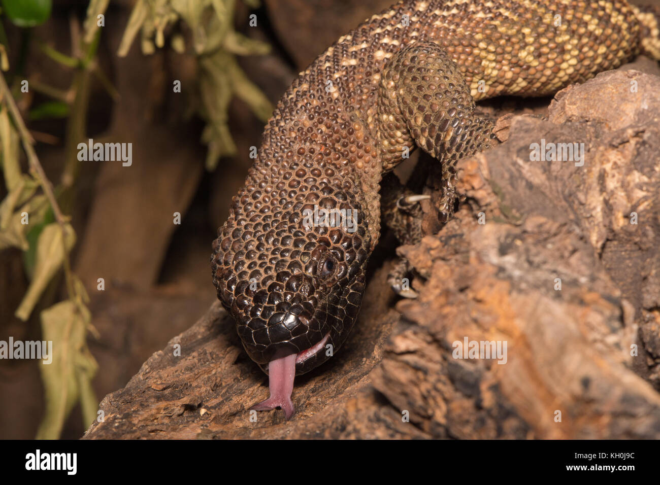 Rio Fuerte Beaded Lizard (Heloderma exasperatum) from Sonora, Mexico ...