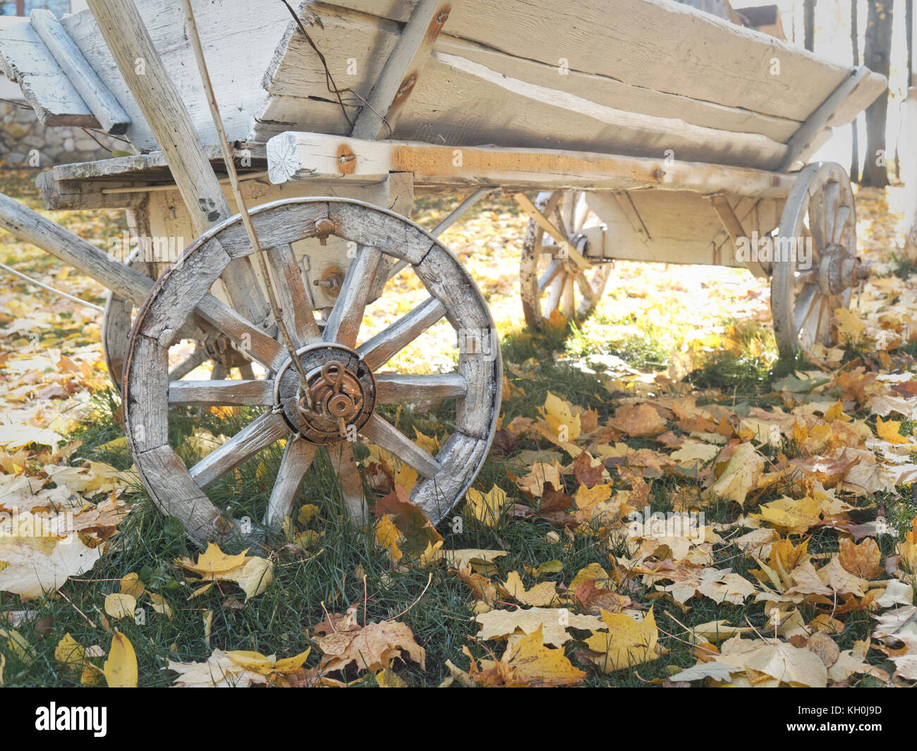 An old silver colored trolley stands on a carpet of fallen yellow ...