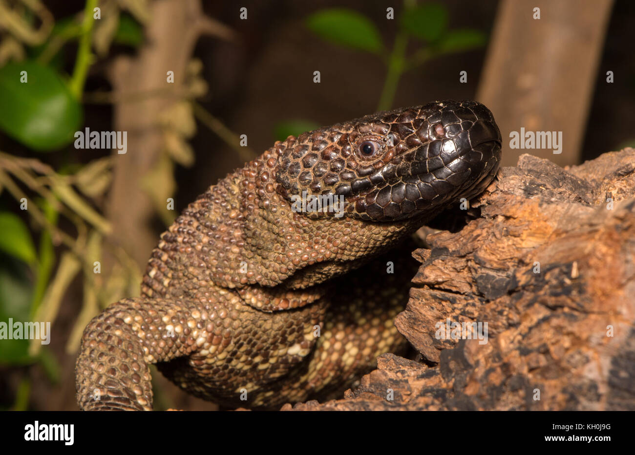 Rio Fuerte Beaded Lizard (Heloderma exasperatum) from Sonora, Mexico ...