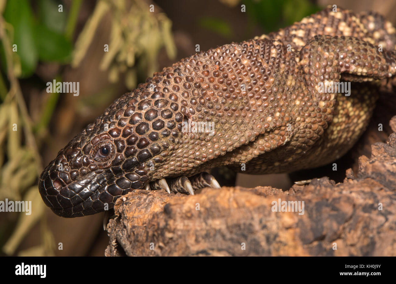 Rio Fuerte Beaded Lizard (Heloderma exasperatum) from Sonora, Mexico ...