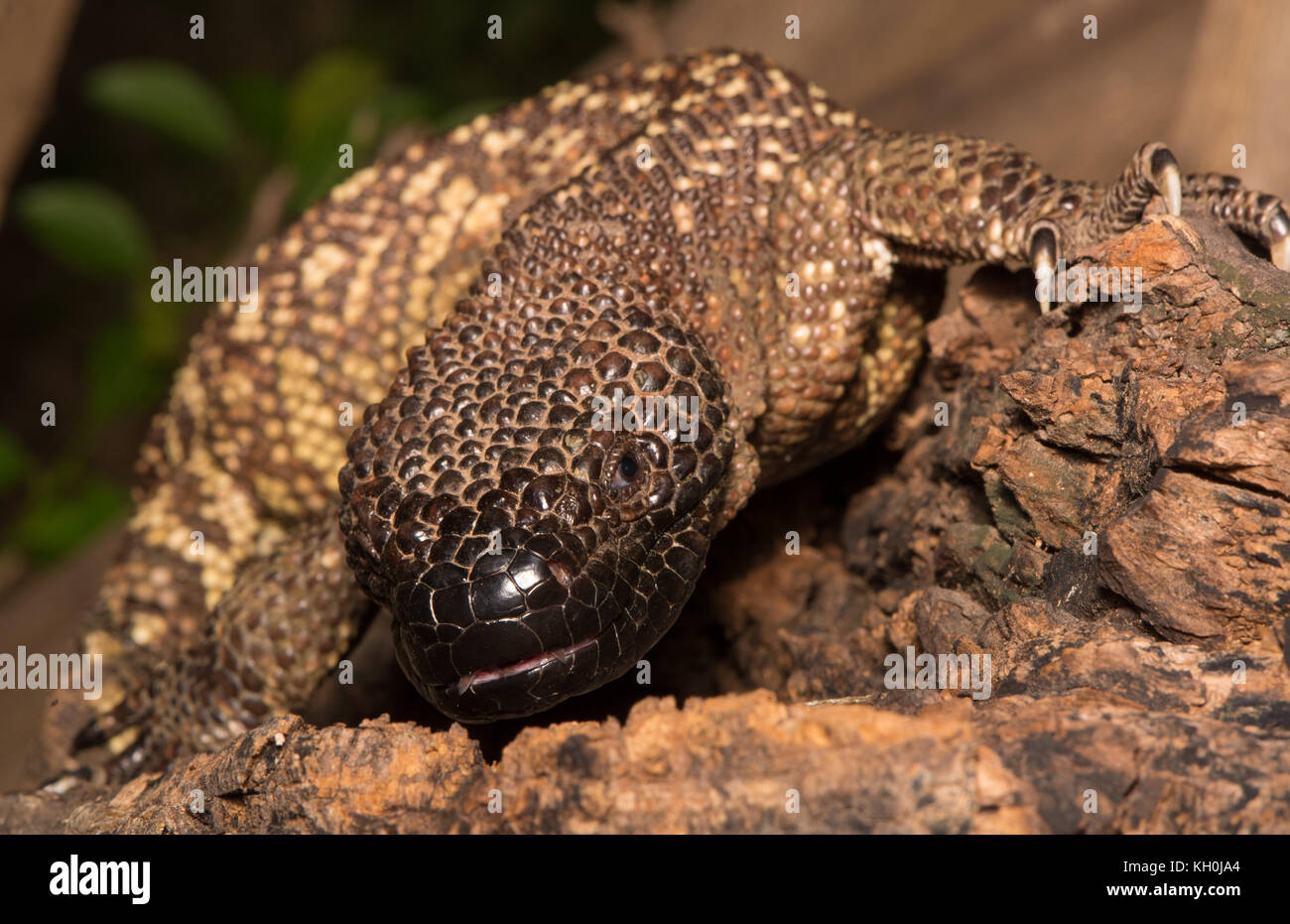 Rio fuerte beaded lizard hi-res stock photography and images - Alamy