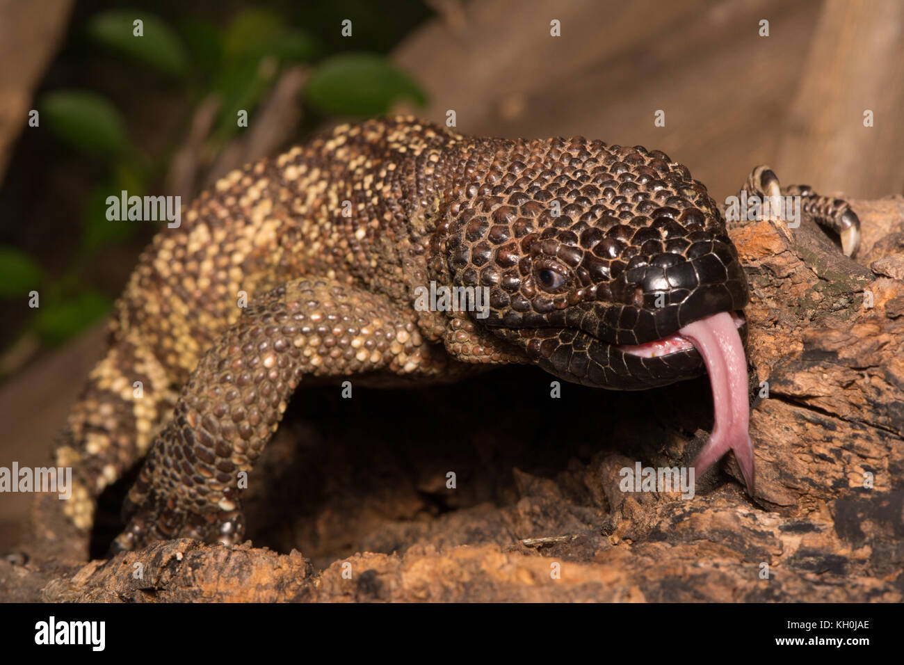 Rio Fuerte Beaded Lizard (Heloderma exasperatum) from Sonora, Mexico ...