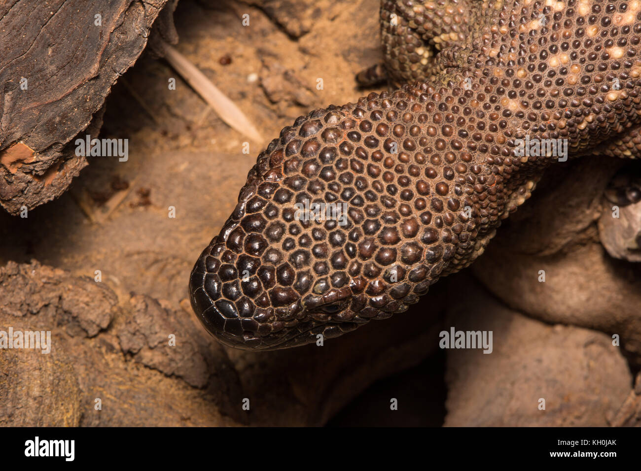 Rio Fuerte Beaded Lizard (Heloderma exasperatum) from Sonora, Mexico ...