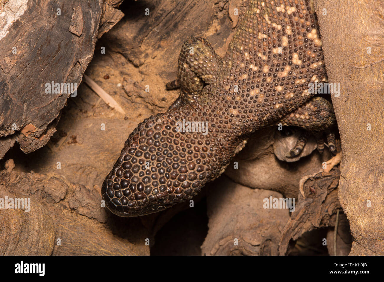 Rio Fuerte Beaded Lizard (Heloderma exasperatum) from Sonora, Mexico ...
