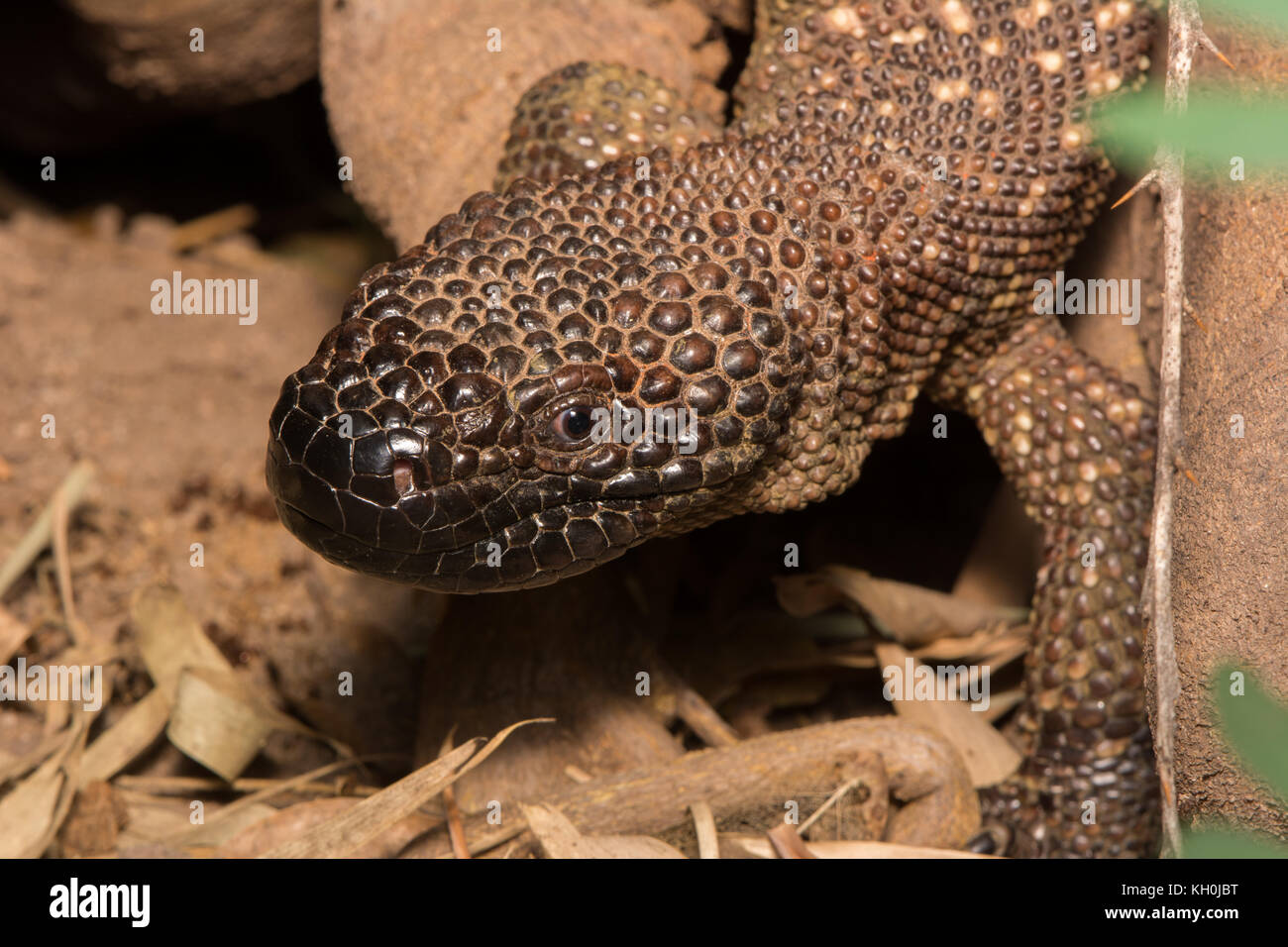 Rio Fuerte Beaded Lizard (Heloderma exasperatum) from Sonora, Mexico ...