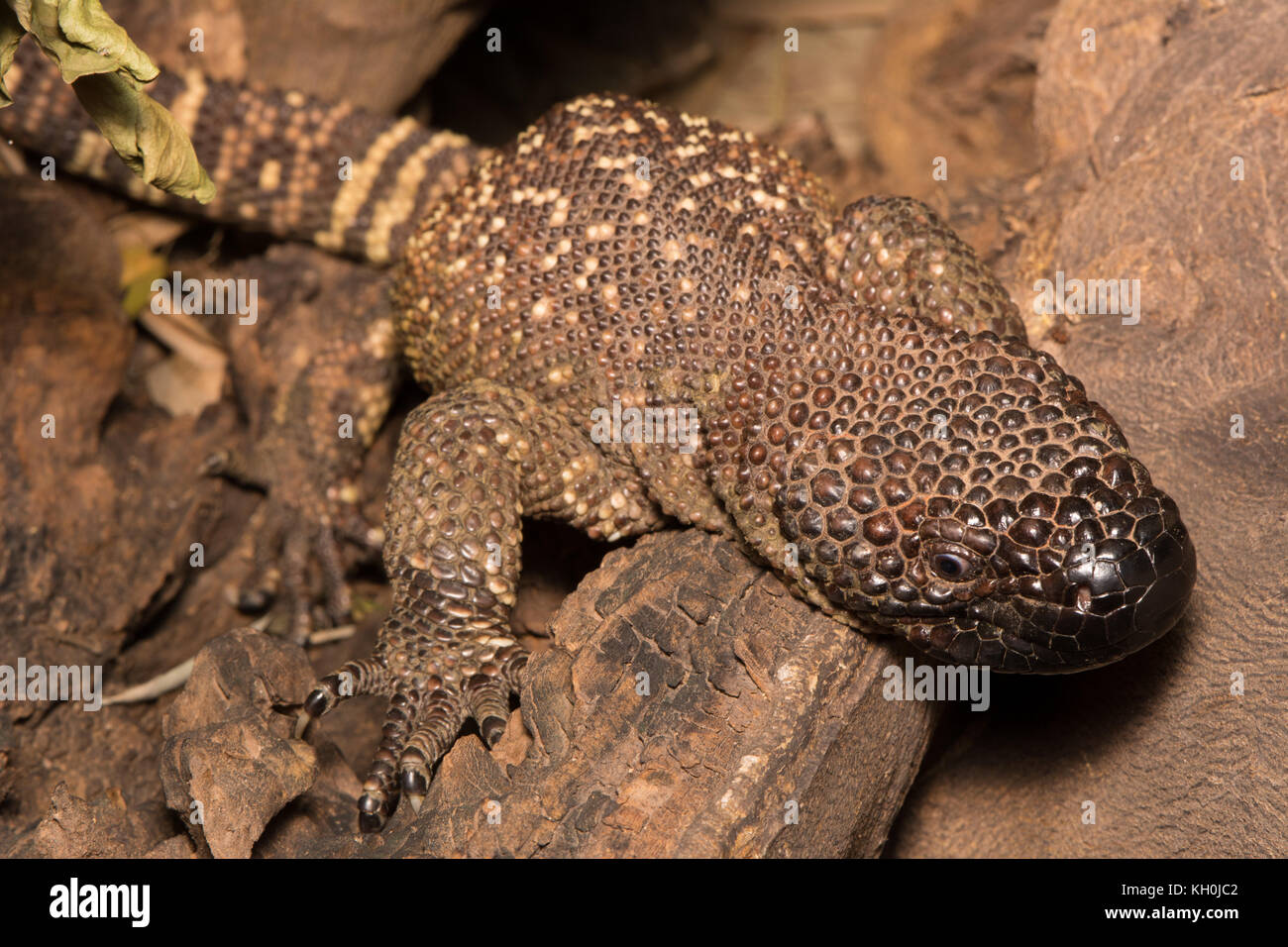 Rio fuerte beaded lizard hi-res stock photography and images - Alamy