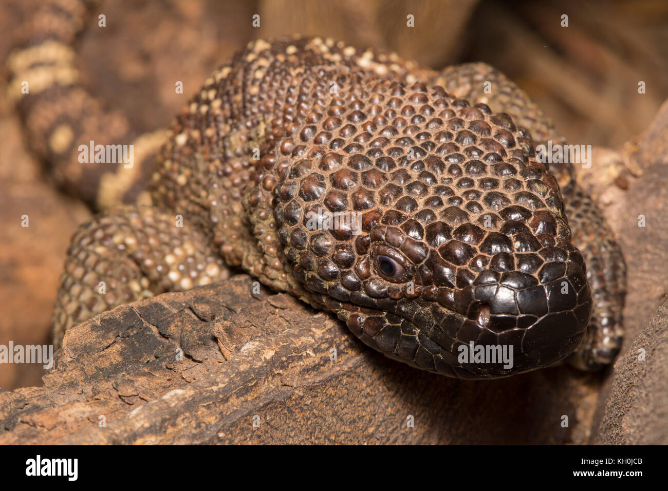 Rio Fuerte Beaded Lizard (Heloderma exasperatum) from Sonora, Mexico ...
