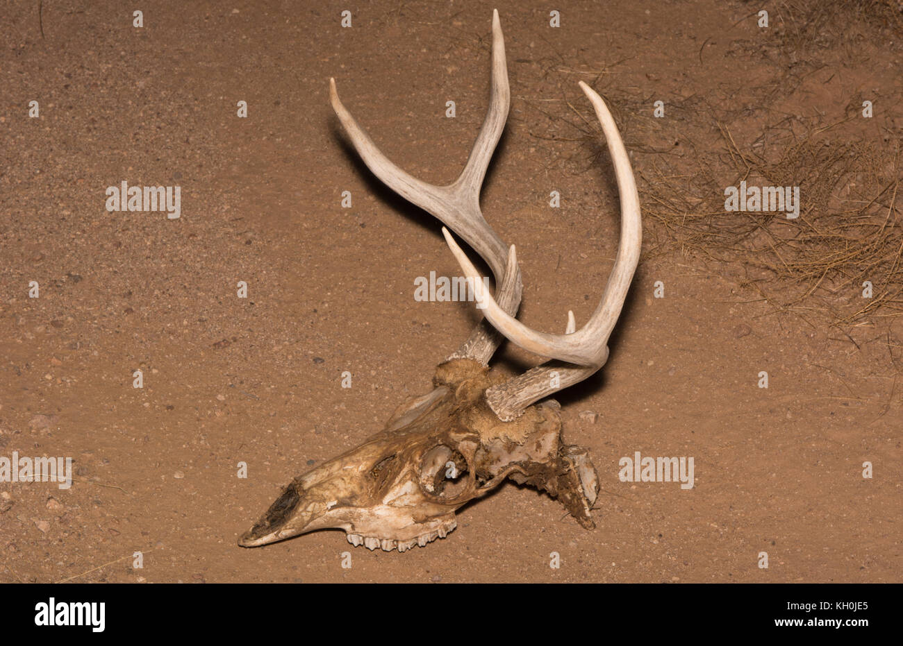 Skull of a buck hi-res stock photography and images - Alamy