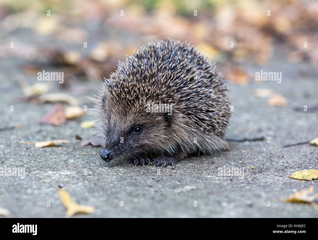 Hedgehog pathway hi-res stock photography and images - Alamy