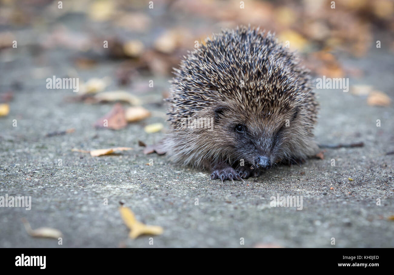 Hedgehog pathway hi-res stock photography and images - Alamy