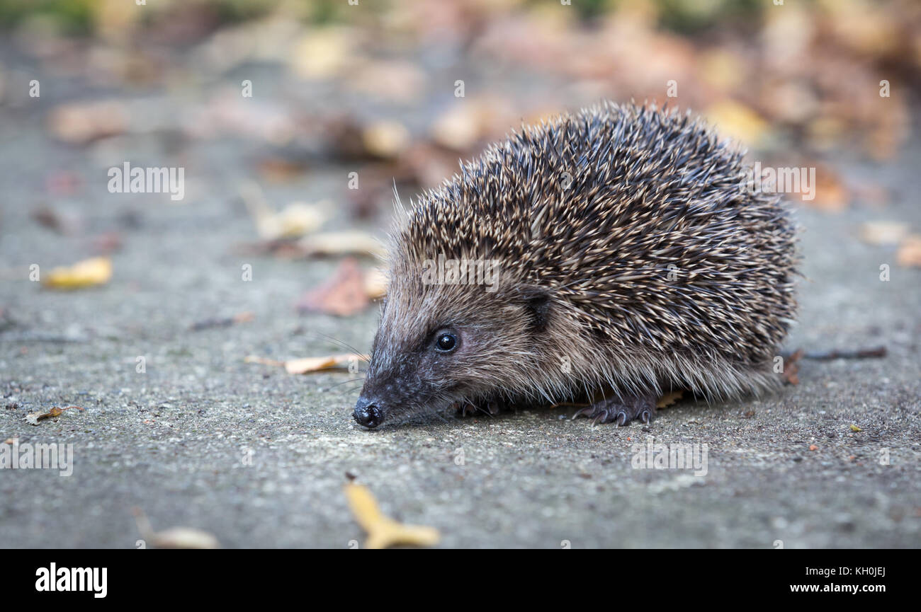 Facing sideways hi-res stock photography and images - Alamy
