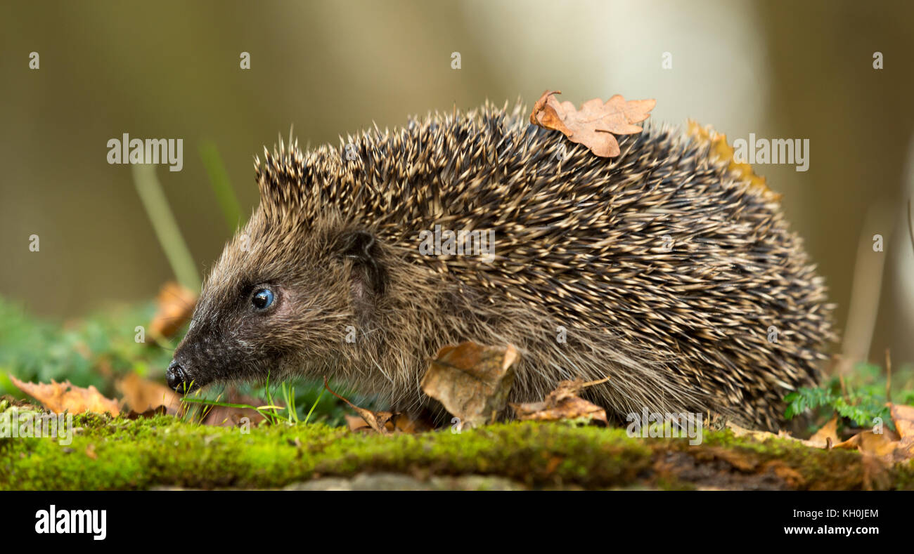 Hedgehogs uk woodland hi-res stock photography and images - Alamy