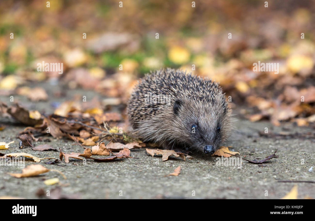 Hedgehog pathway hi-res stock photography and images - Alamy