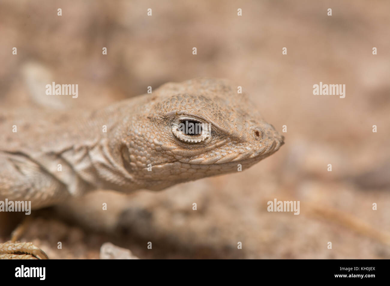 Zebra-tailed Lizard (Callisaurus draconoides) from Maricopa County ...
