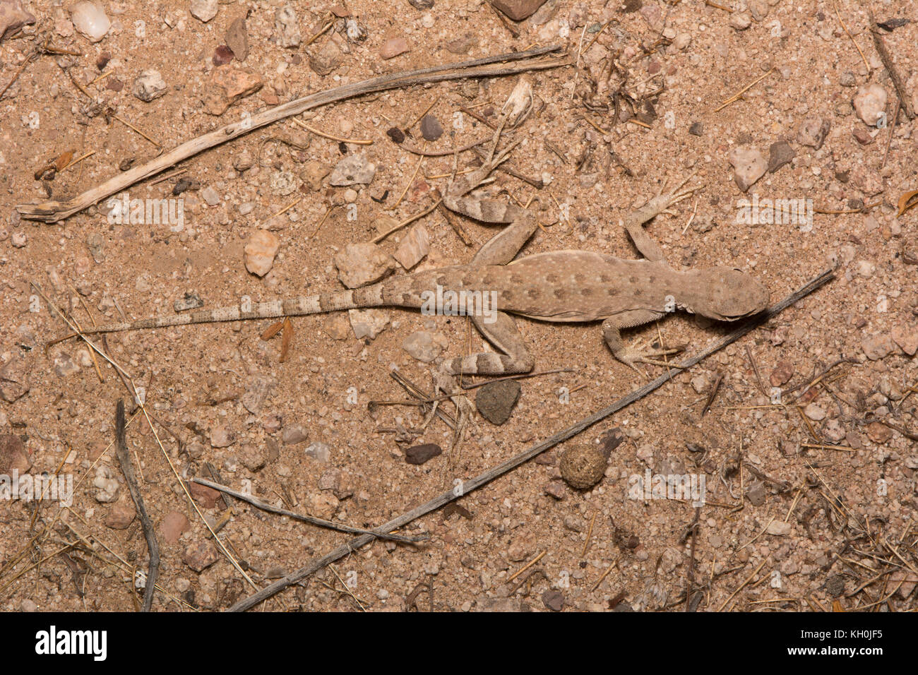 Zebra-tailed Lizard (Callisaurus draconoides) from Maricopa County ...