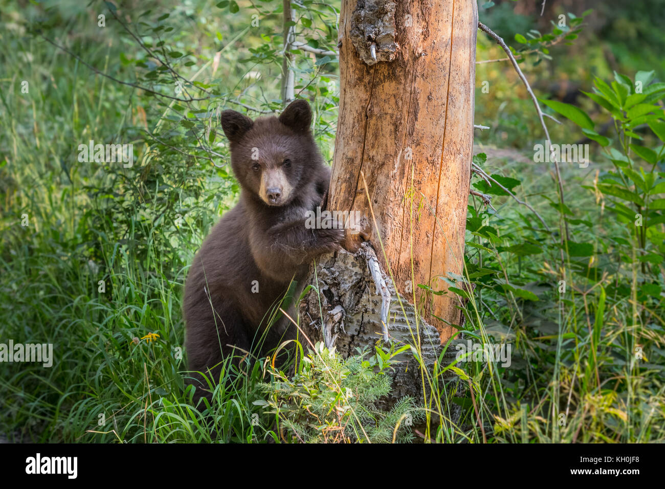 Young Black Bear Peers Around Bare Tree Stock Photo - Alamy