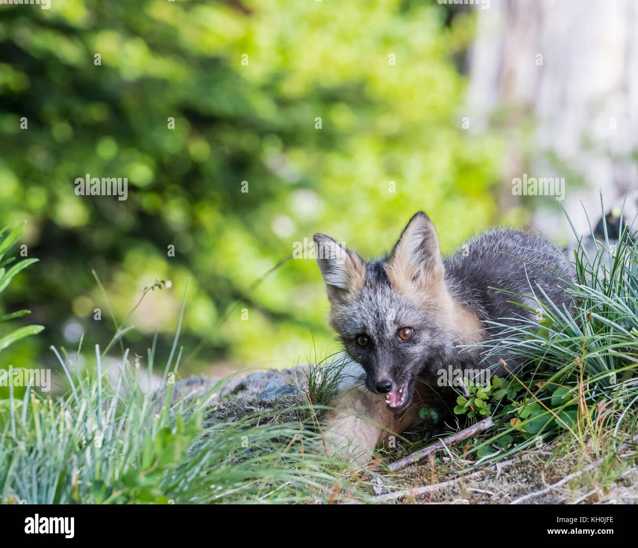 Cascade red fox hi-res stock photography and images - Alamy