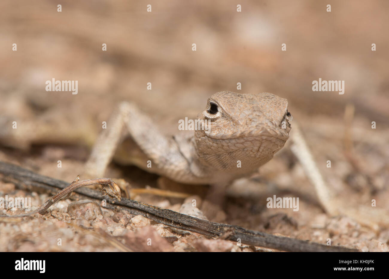 Zebra-tailed Lizard (Callisaurus draconoides) from Maricopa County ...
