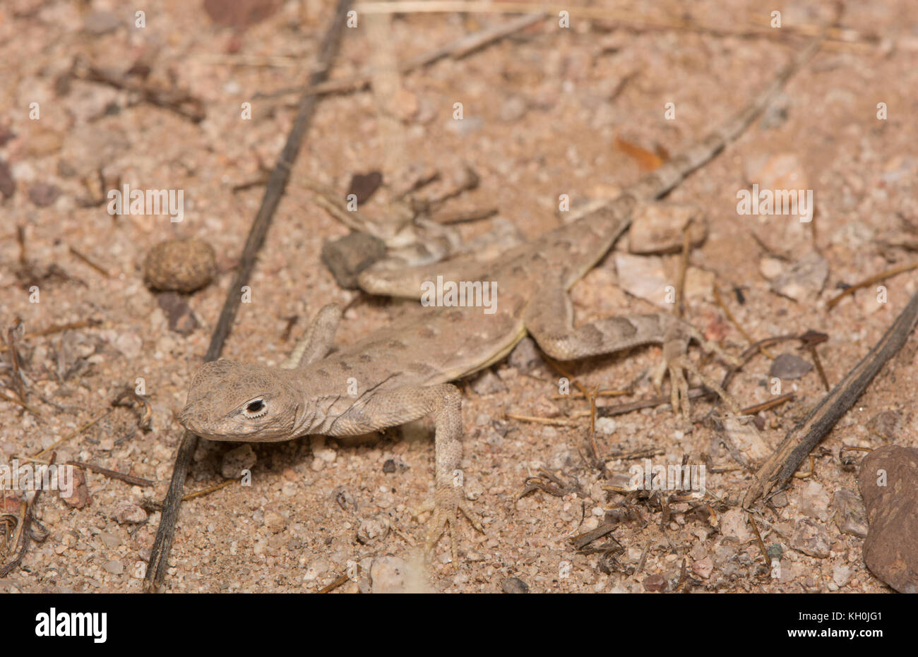 Zebra-tailed Lizard (Callisaurus draconoides) from Maricopa County ...