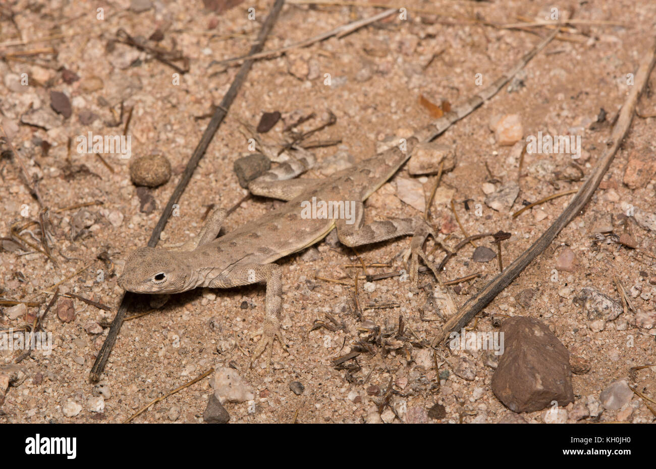 Zebra-tailed Lizard (Callisaurus draconoides) from Maricopa County ...