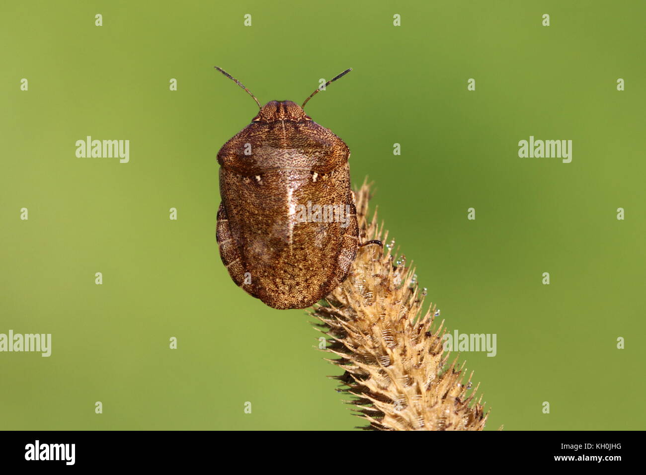 Tortoise shieldbug eurygaster testudinaria hi-res stock photography and ...