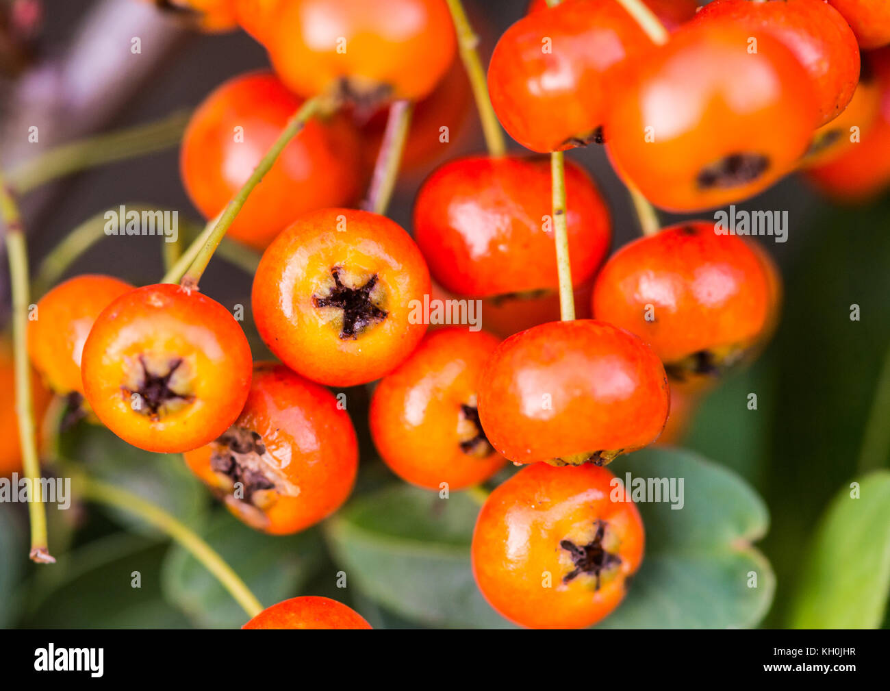 Orange pyracantha berries bush hi-res stock photography and images - Alamy