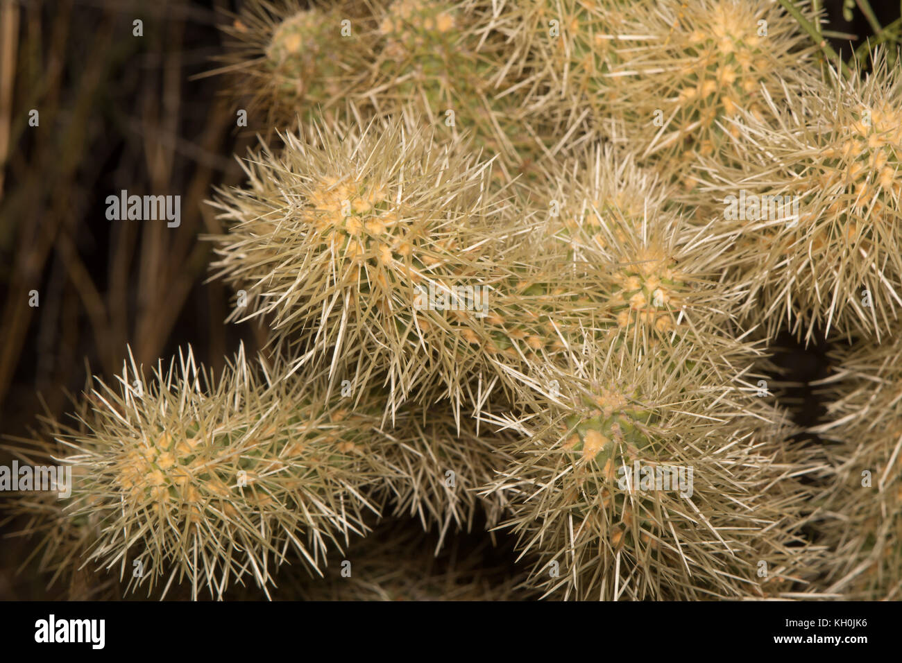 Jumping Cholla (Cylindropuntia fulgida) from Maricopa County, Arizona ...
