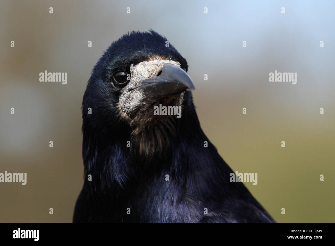 Portrait of a Rook Stock Photo - Alamy