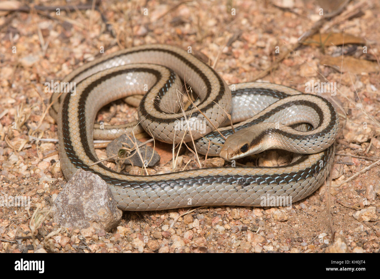 Eastern Patch-nosed Snake (Salvadora grahamiae) from Graham County ...