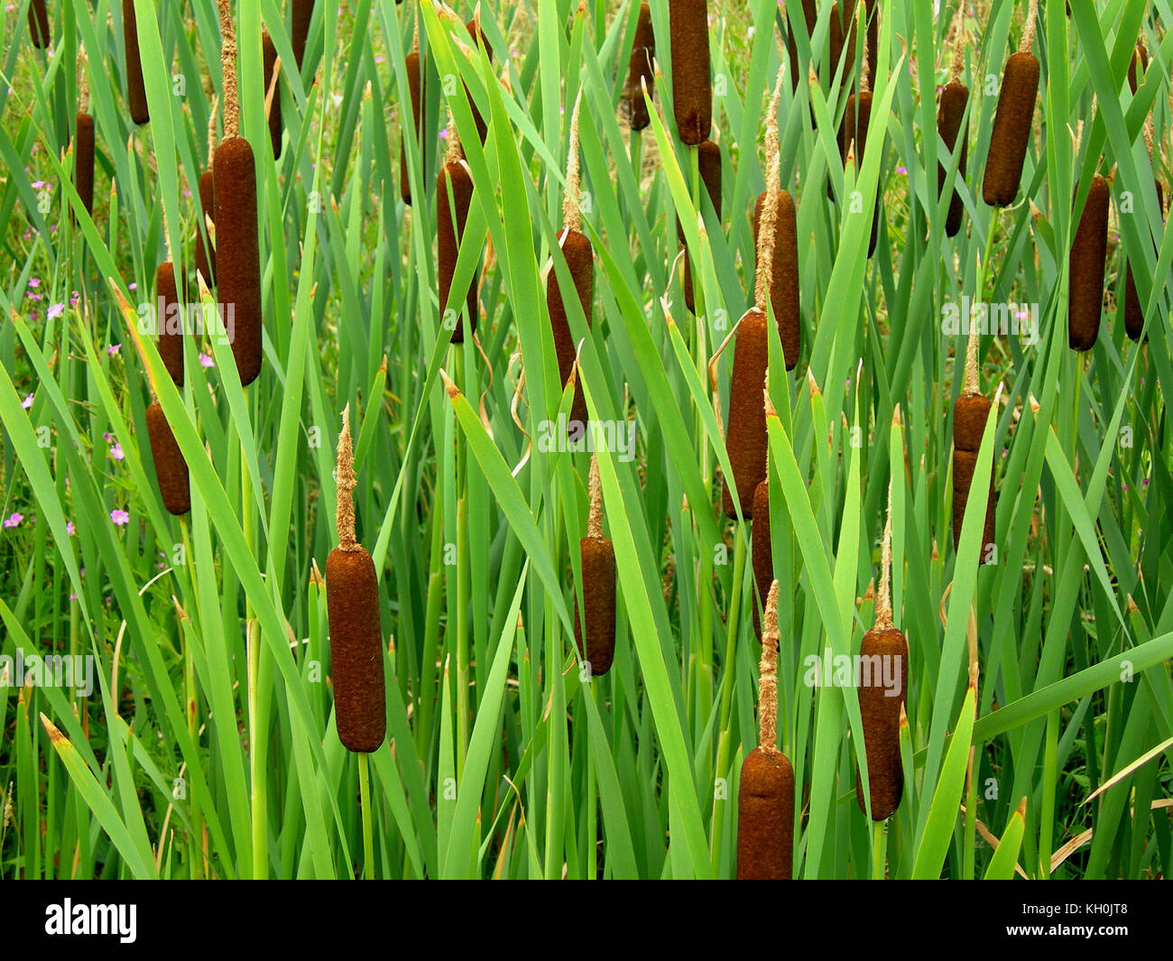 a photo of reed Stock Photo - Alamy