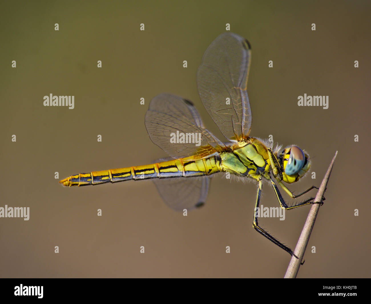 Close Up of Common Dragonfly Stock Photo - Alamy