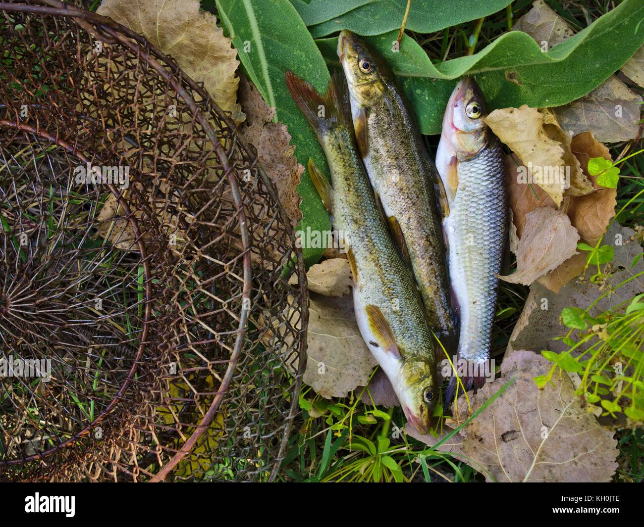 Barbels hi-res stock photography and images - Alamy