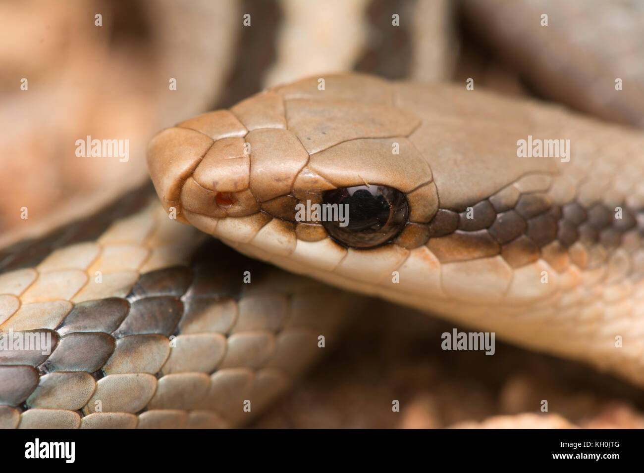 Patchnose snake hi-res stock photography and images - Alamy
