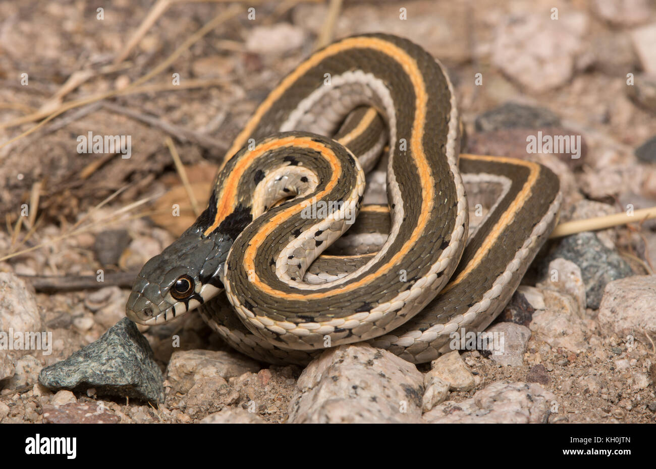 Western Black-necked Gartersnake (Thamnophis cyrtopsis cyrtopsis) from ...