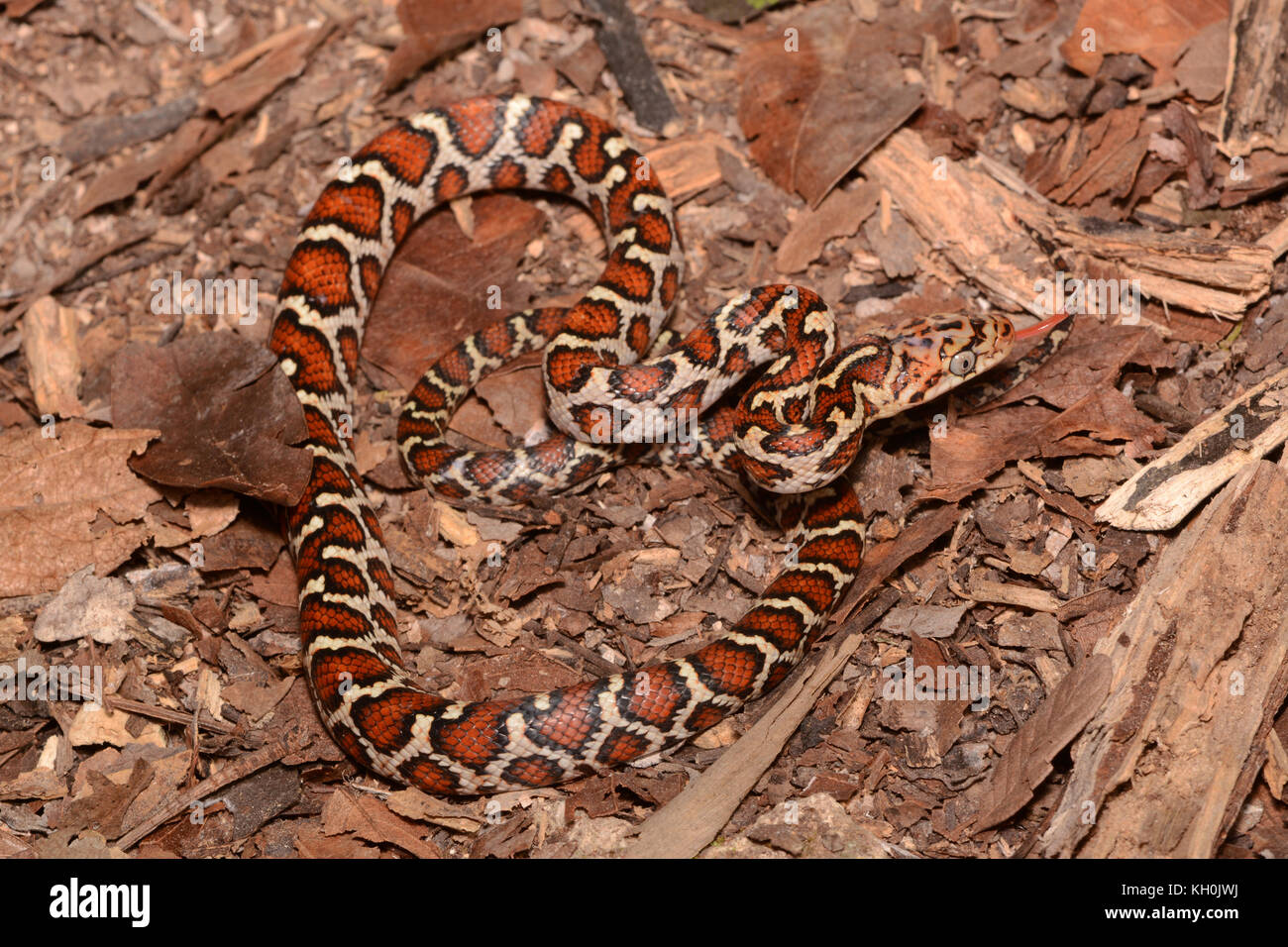 Yellow-red Ratsnake (Pseudelaphe flavirufa) from Campeche, Mexico Stock ...