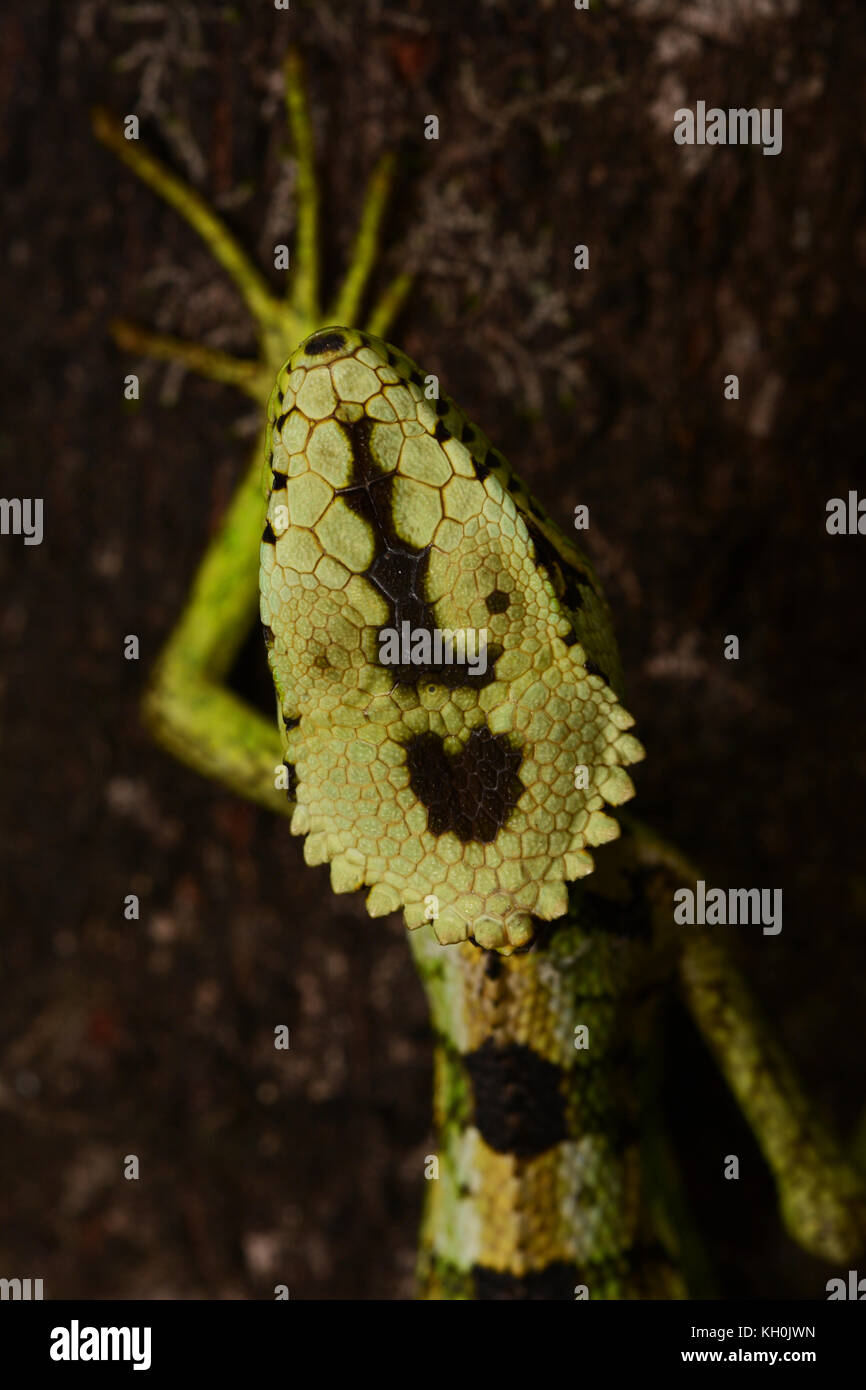 Casque headed iguana laemanctus serratus hi-res stock photography and ...